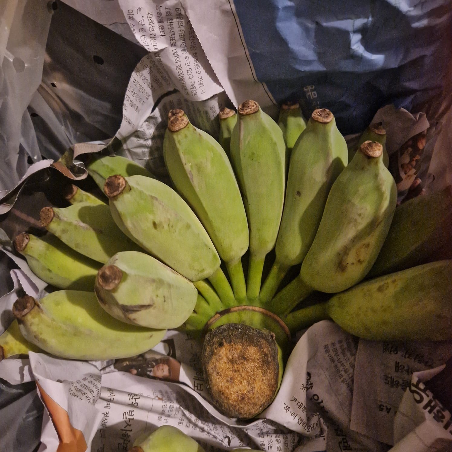 Sarisa Fruits Plants