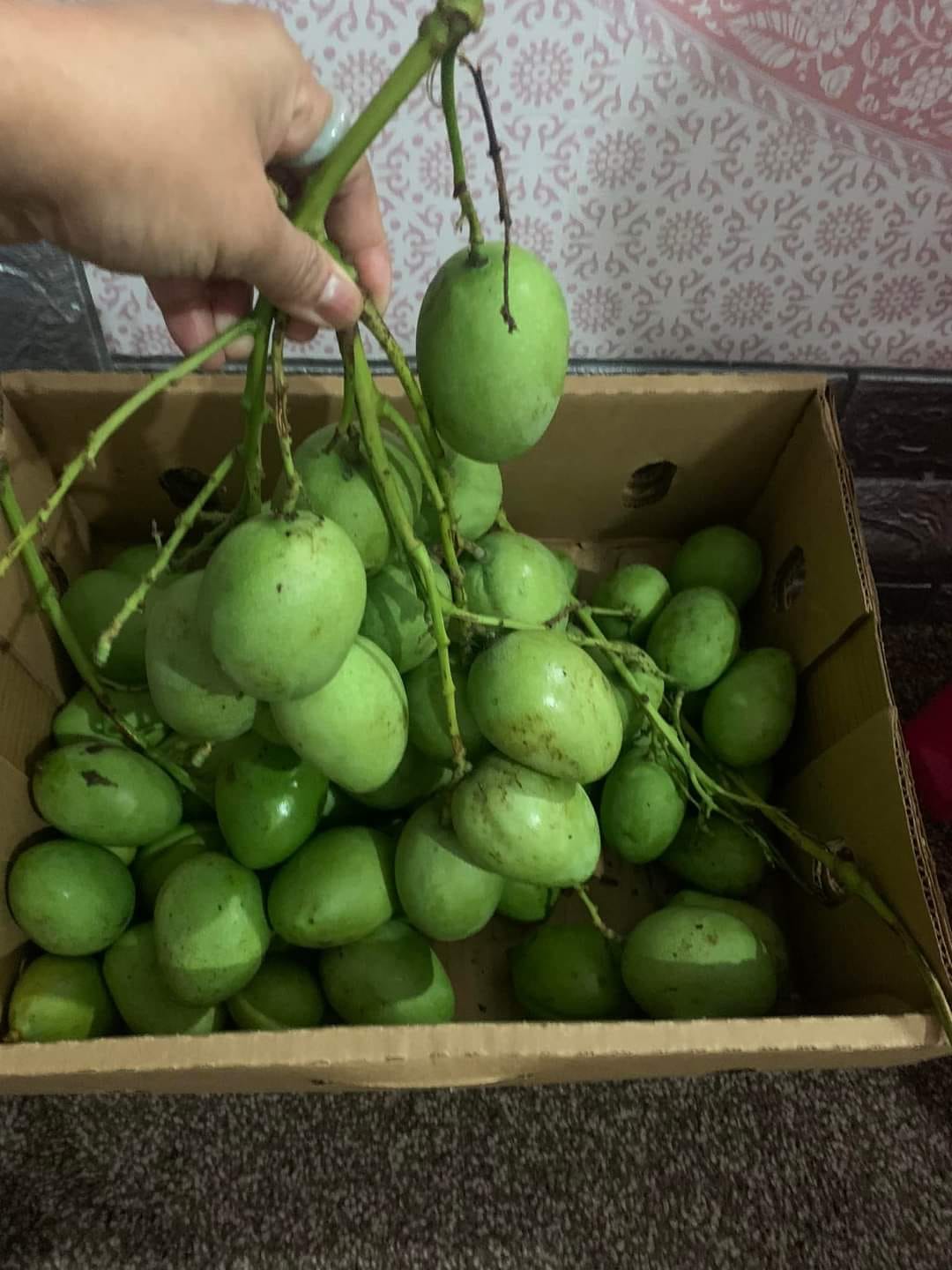 Mix durian – Sarisa Fruits Plants