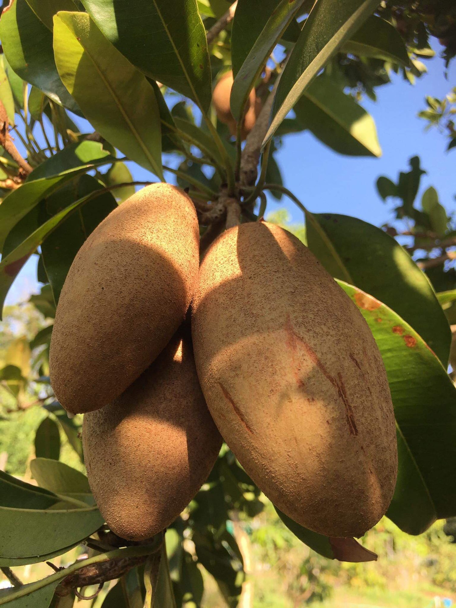 Sarisa Fruits Plants